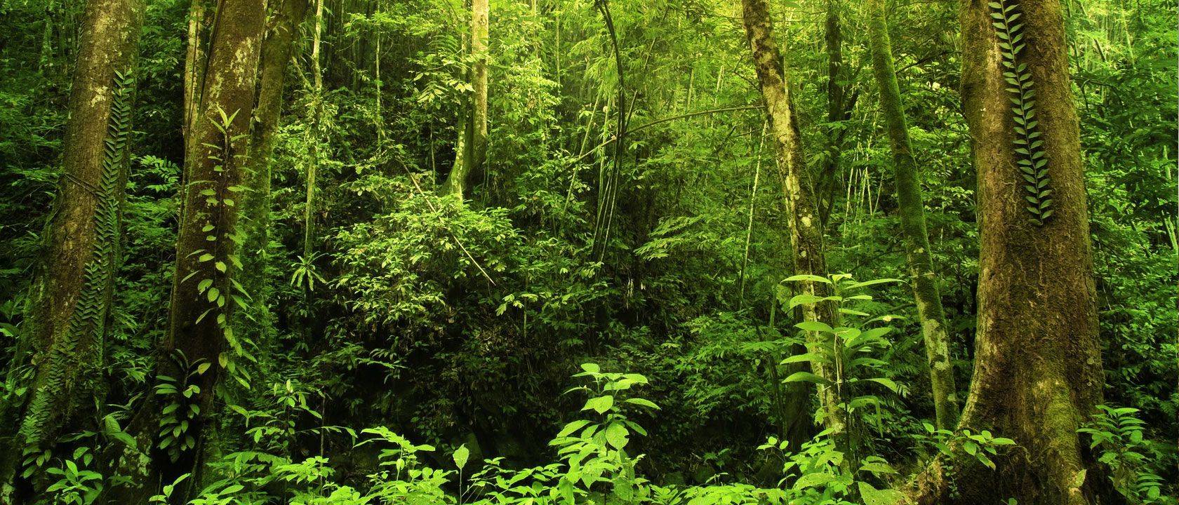 Voyage Bornéo : circuits & séjours à Bornéo - Les Maisons du Voyage